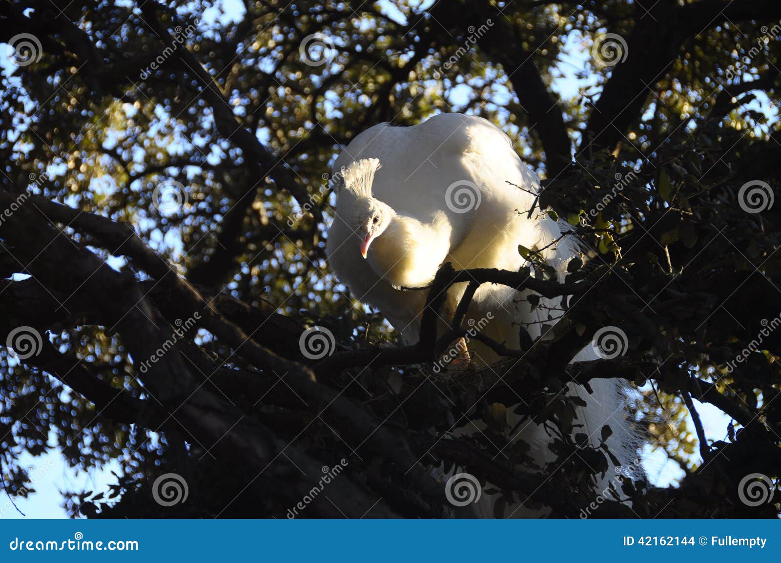 White Peacock Perched on a Tree Stock Photo - Image of feather, light ...