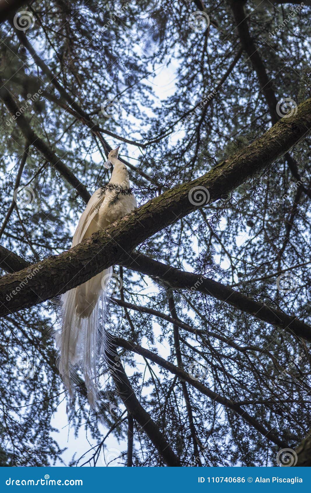 White Peacock Perched on a Tree Stock Photo - Image of bright, closeup ...