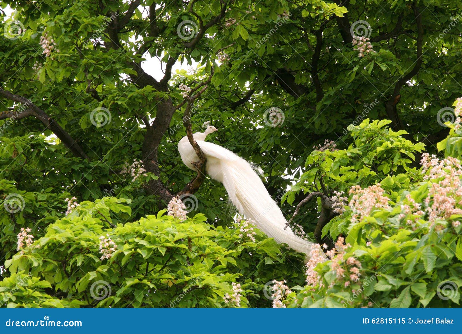 White Peacock on a tree. stock image. Image of peacock - 62815115