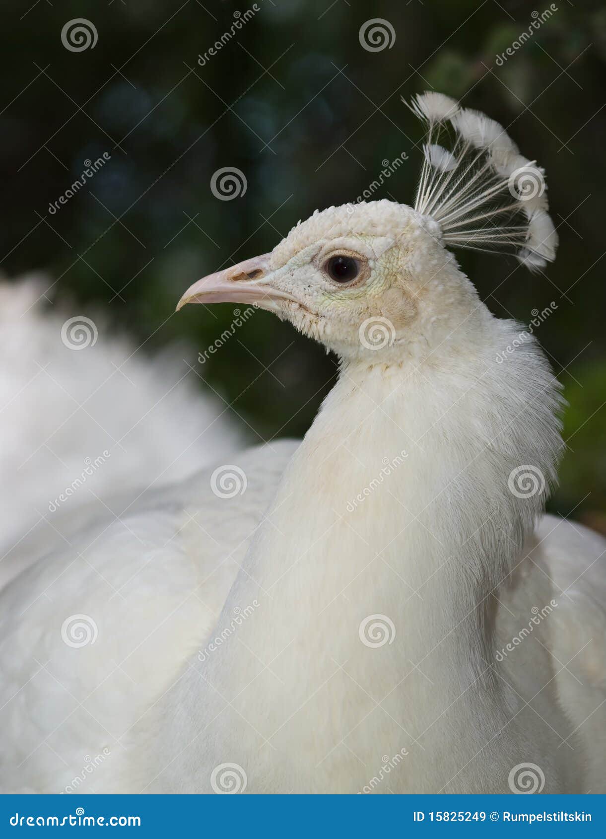 White Peafowl stock image. Image of feather, albino, beauty - 15825249