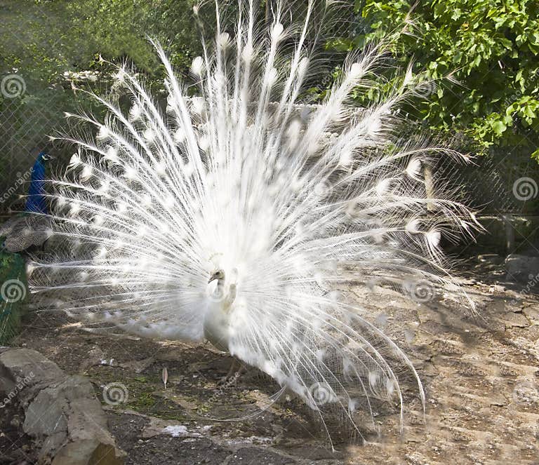 White peafowl stock photo. Image of fauna, exotic, nature - 25477006