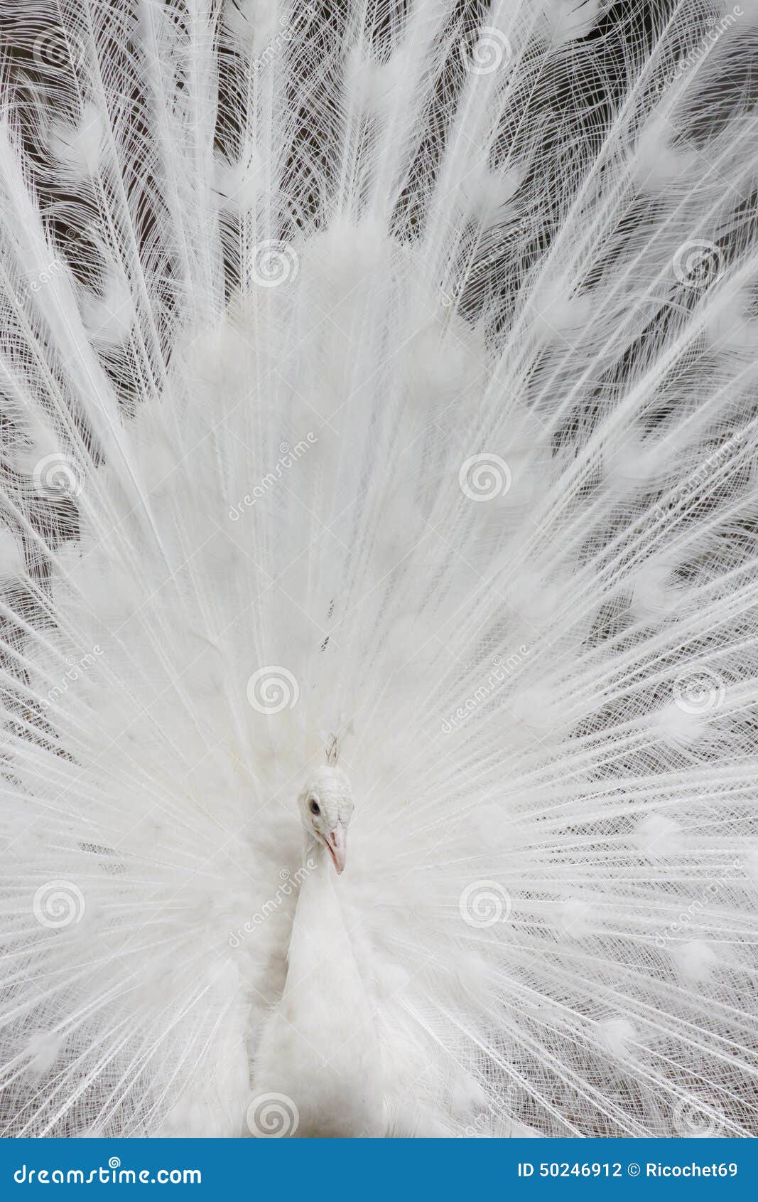 White peafowl stock photo. Image of head, feather, exotic - 50246912