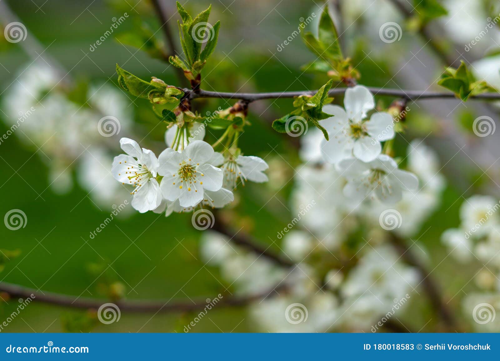 White Pear Blossom on Green Background in Spring Closeup Stock Image ...