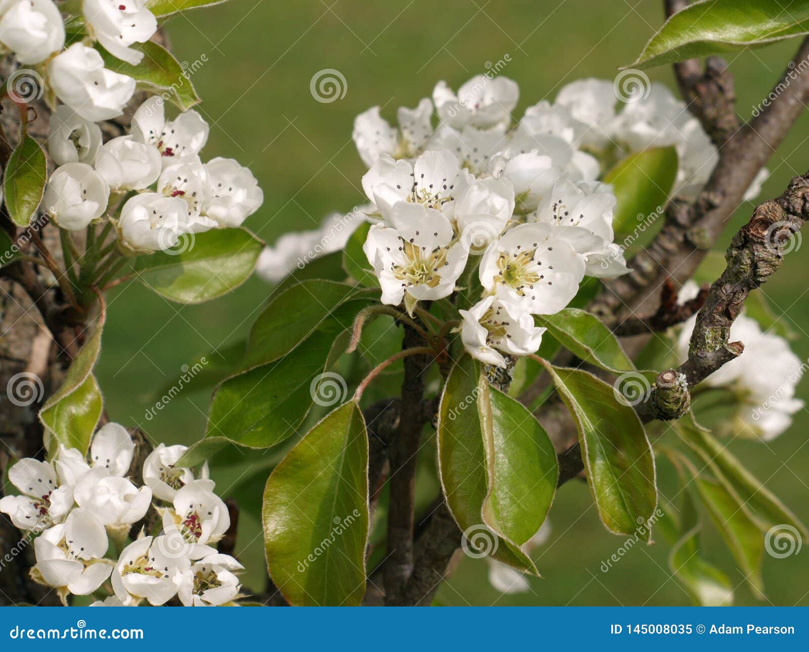 White Pear Tree Blossom stock image. Image of tree, conference - 145008035