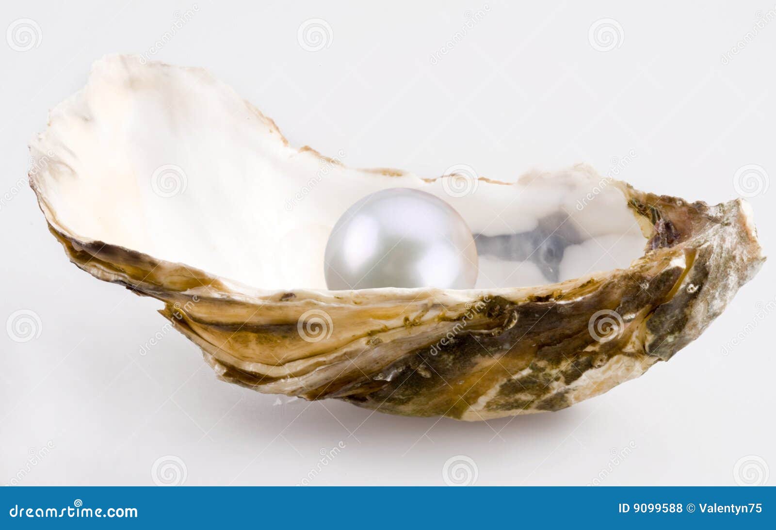 White pearl stock photo. Image of jewels, luxury, marine - 9099588