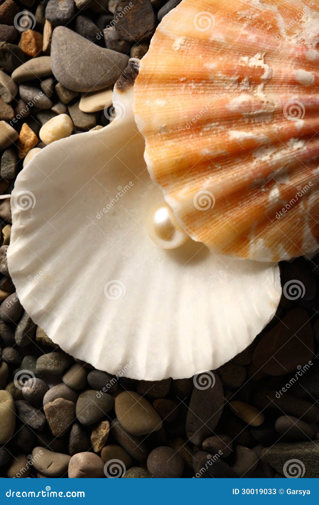 White pearl in seashell stock image. Image of cockleshell - 30019033