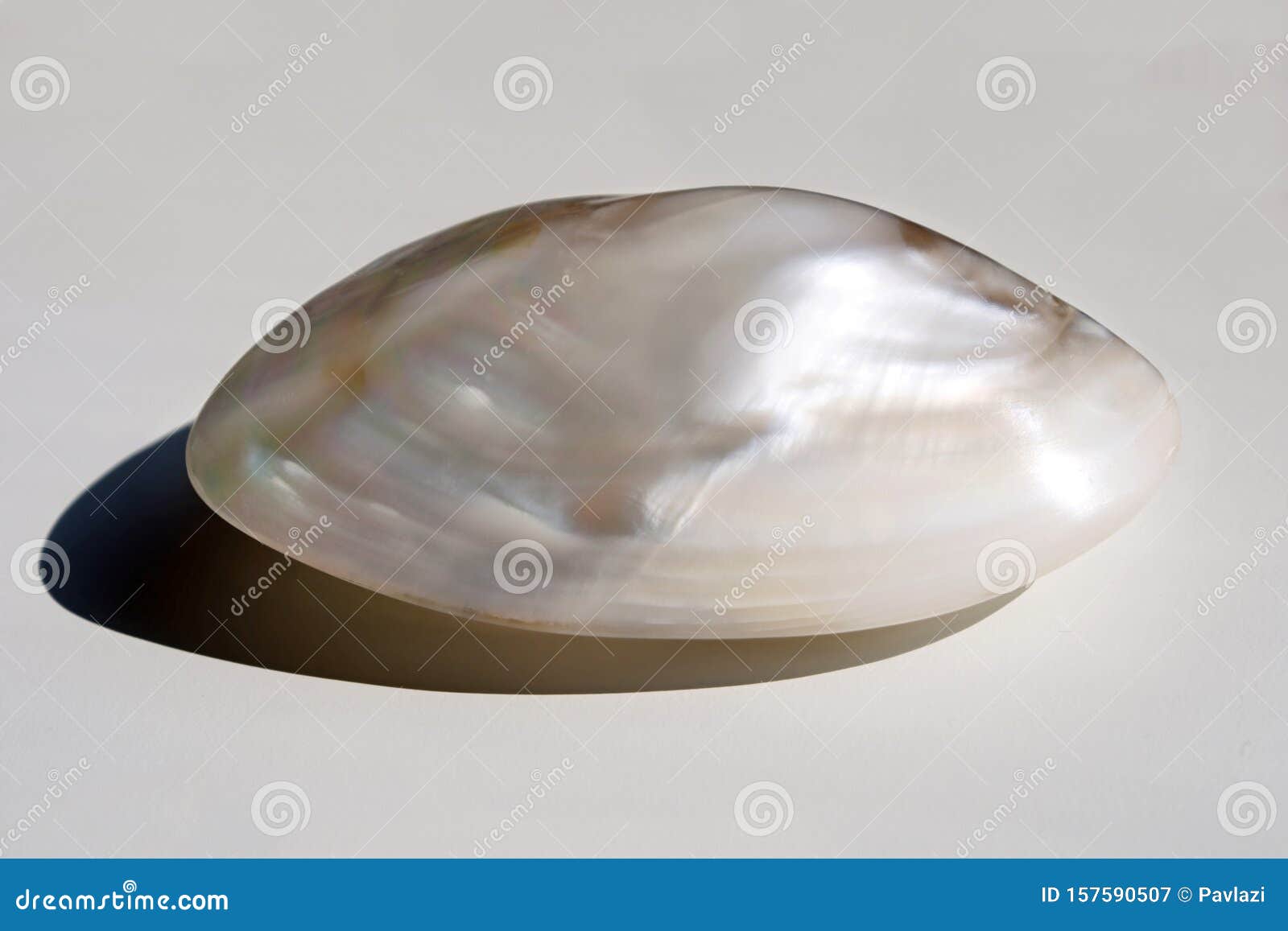 Pearl shell stock image. Image of shade, high, glossy - 157590507