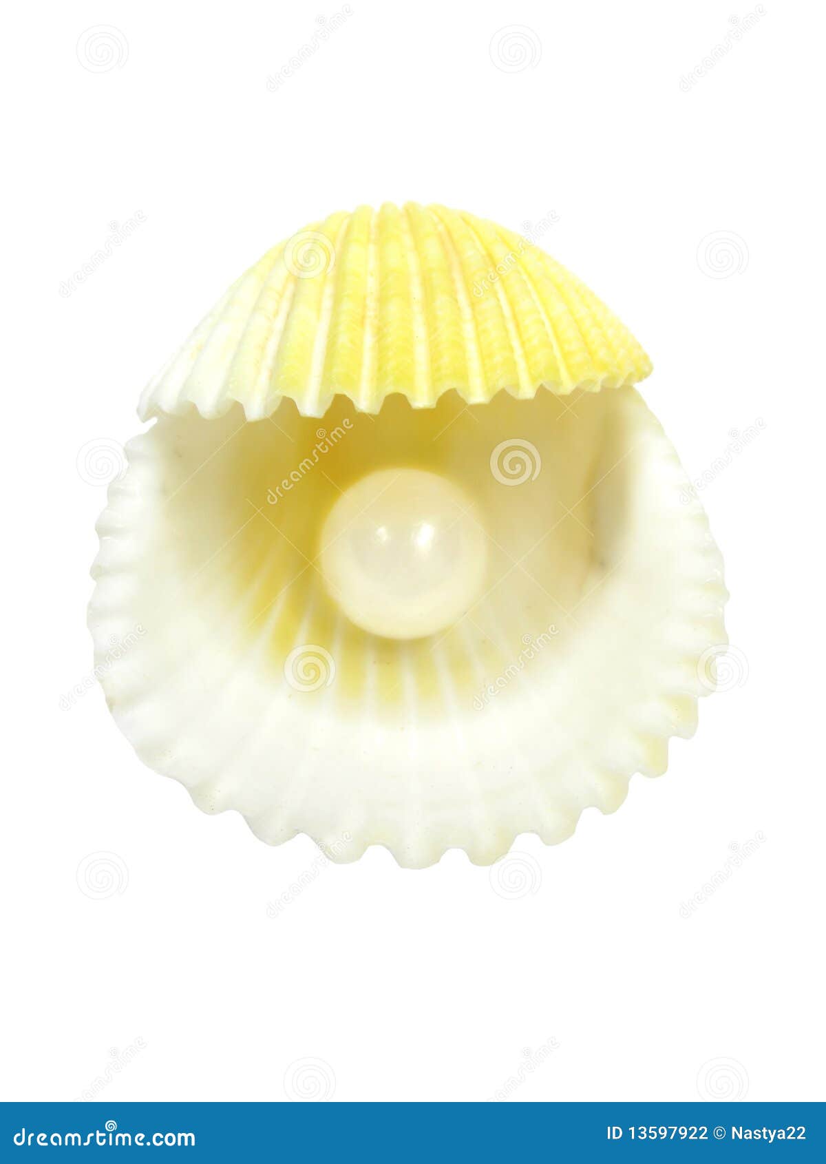 White Pearl in Yellow Cockle Sea Shell Stock Photo - Image of ...