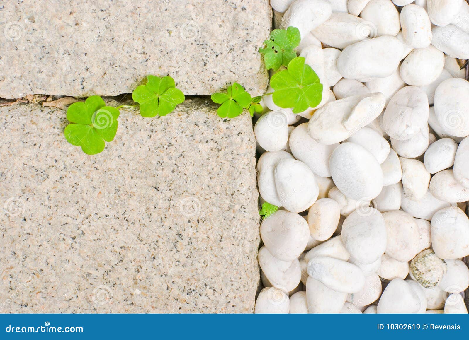 White Pebble with Green Leaf Stock Image - Image of gray, nature: 10302619