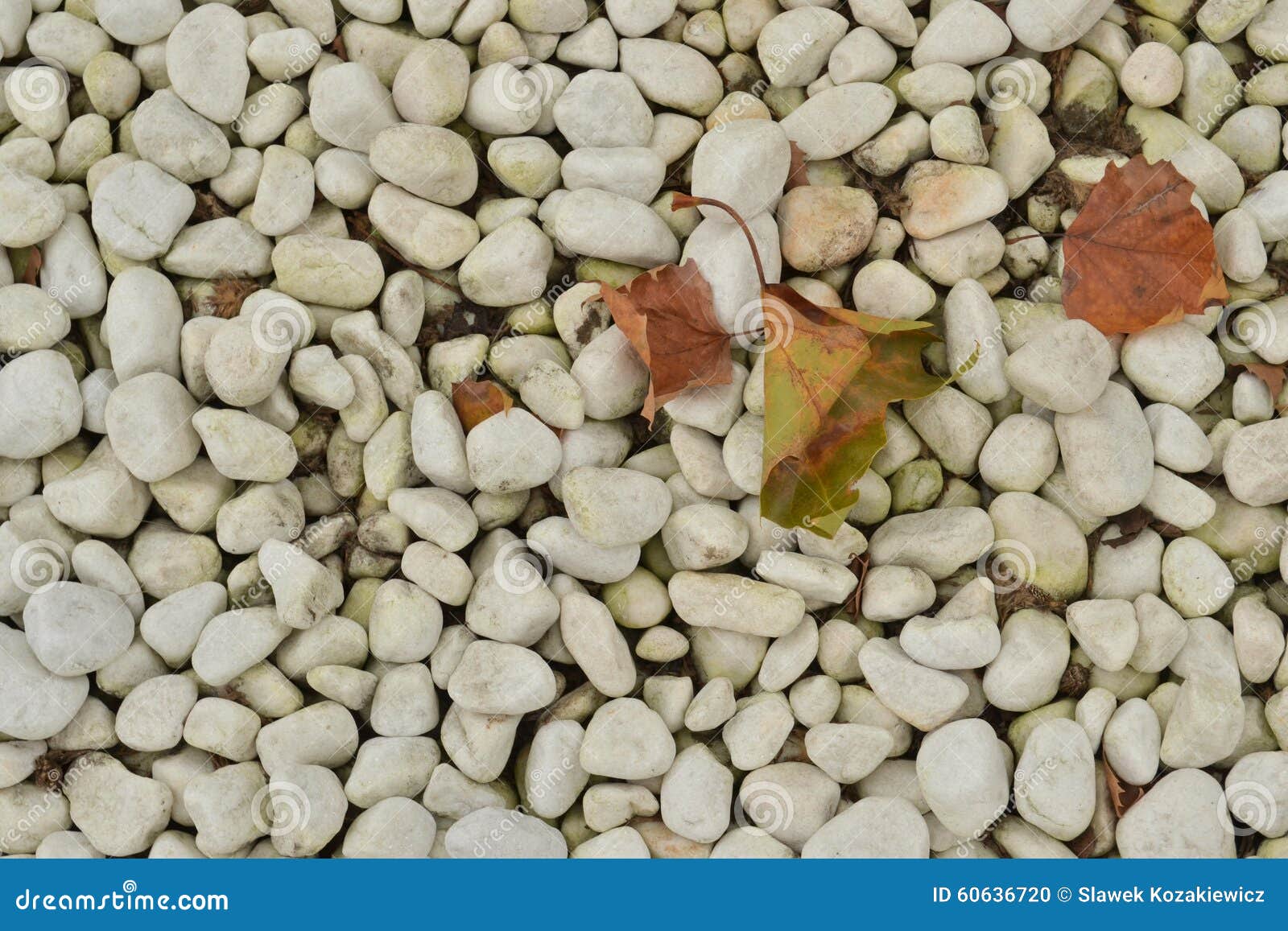 White pebbles background stock photo. Image of autumnal - 60636720