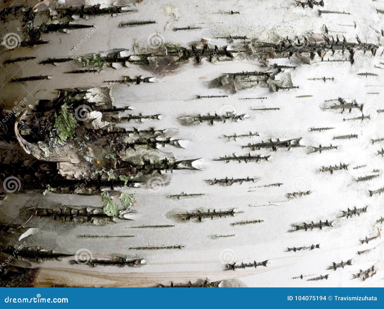 White peeling birch bark stock photo. Image of growing - 104075194