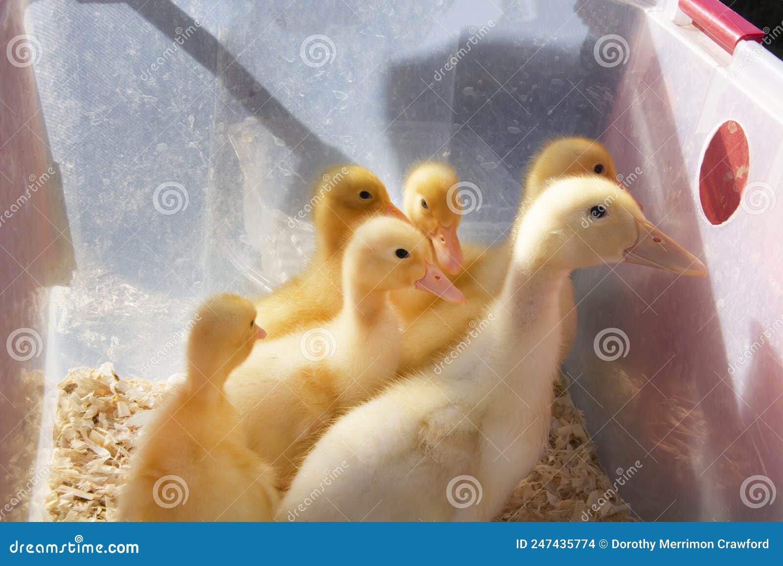 White Pekin Duck Ducklings in Box Stock Photo - Image of poultry ...