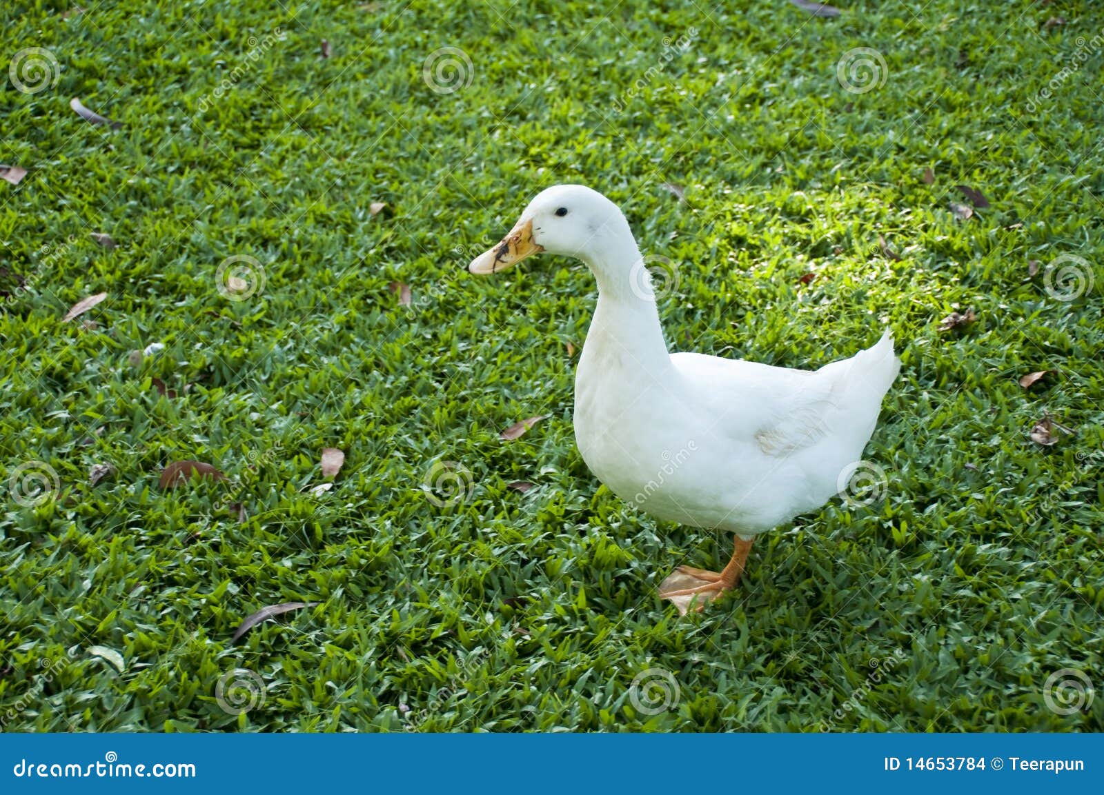 White Pekin Duck on a Green Grass Stock Photo - Image of feet, feather ...