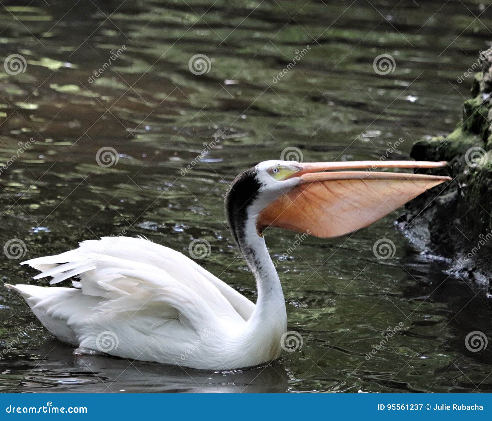 White Pelican eating fish stock image. Image of wings - 95561237