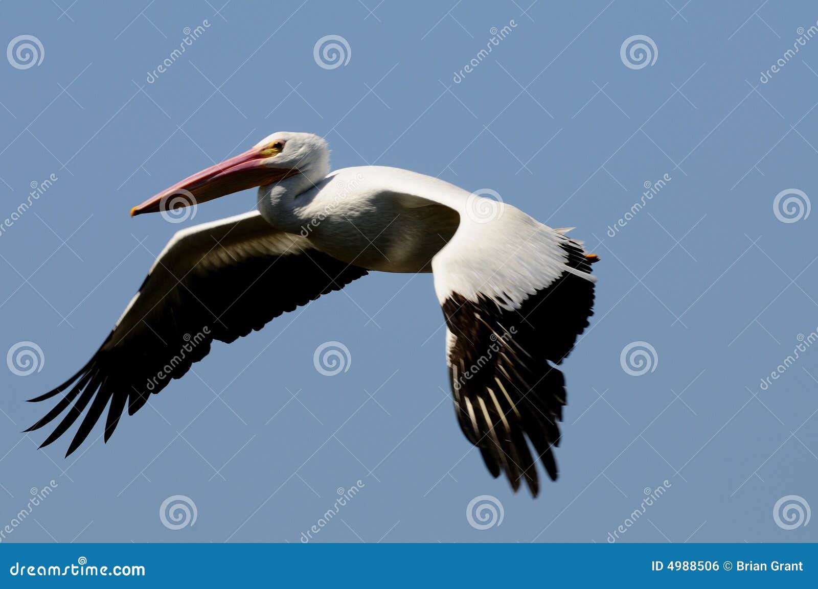 White Pelican in flight stock photo. Image of ding, flying - 4988506