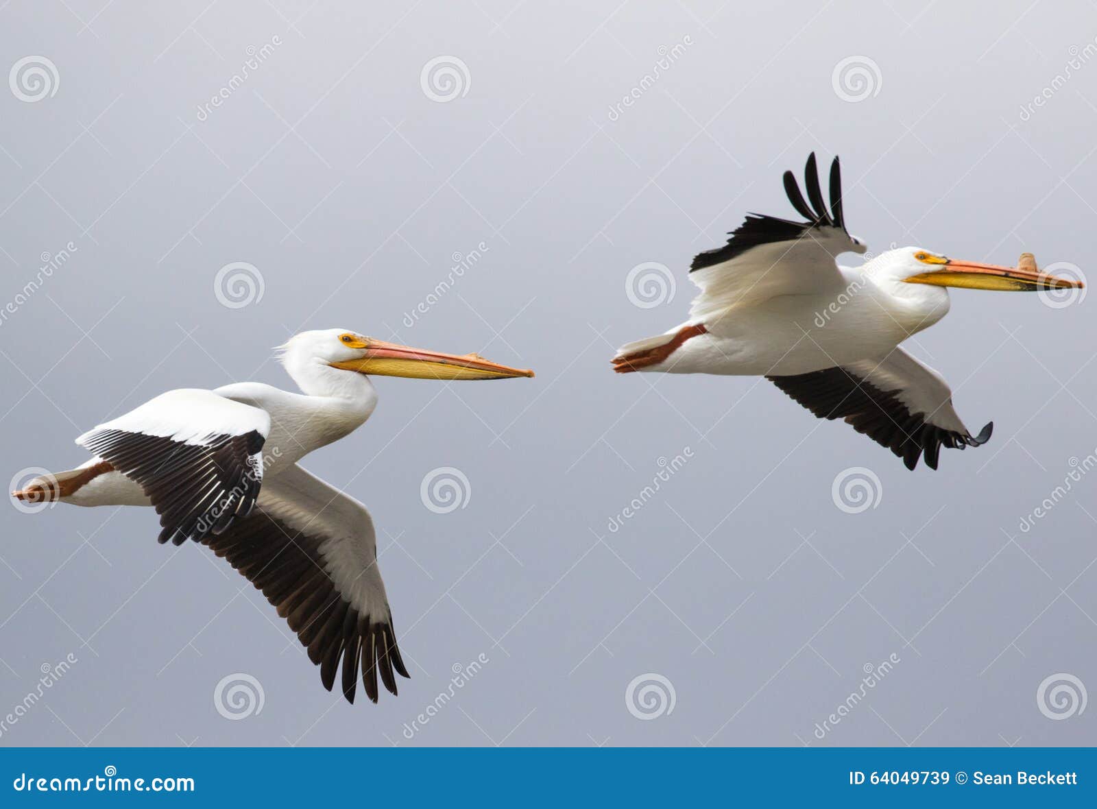 White Pelican Pair in Flight Stock Image - Image of pair, american ...