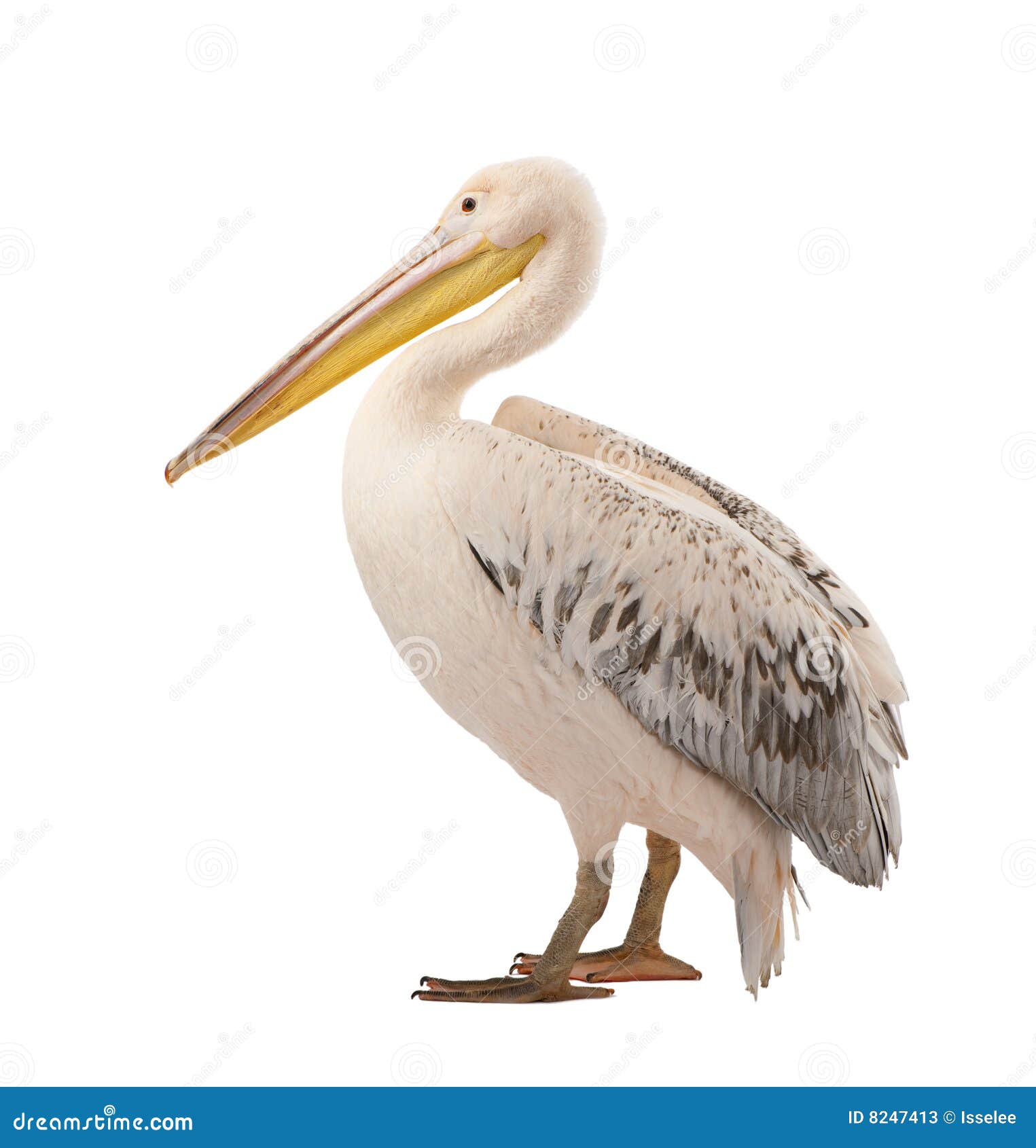 White Pelican - Pelecanus Onocrotalus (18 Months) Stock Image - Image ...