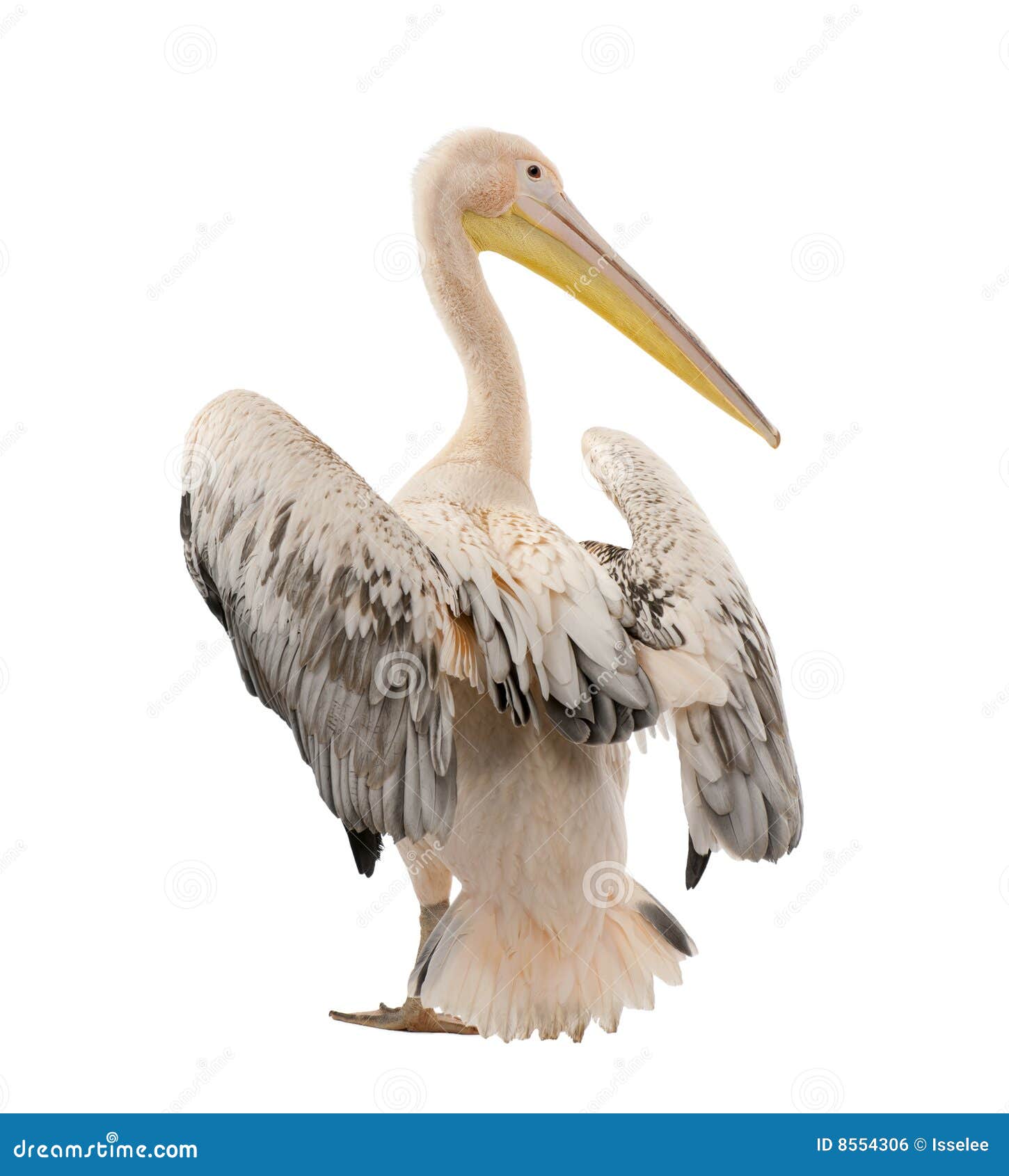 White Pelican - Pelecanus Onocrotalus (18 Months) Stock Photo - Image ...