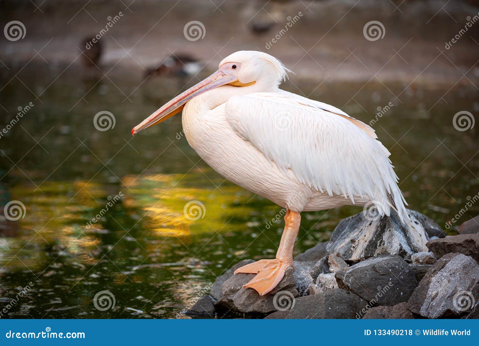 White Pelican, Pelecanus Onocrotalus, in Zoo. Side View Stock Photo ...