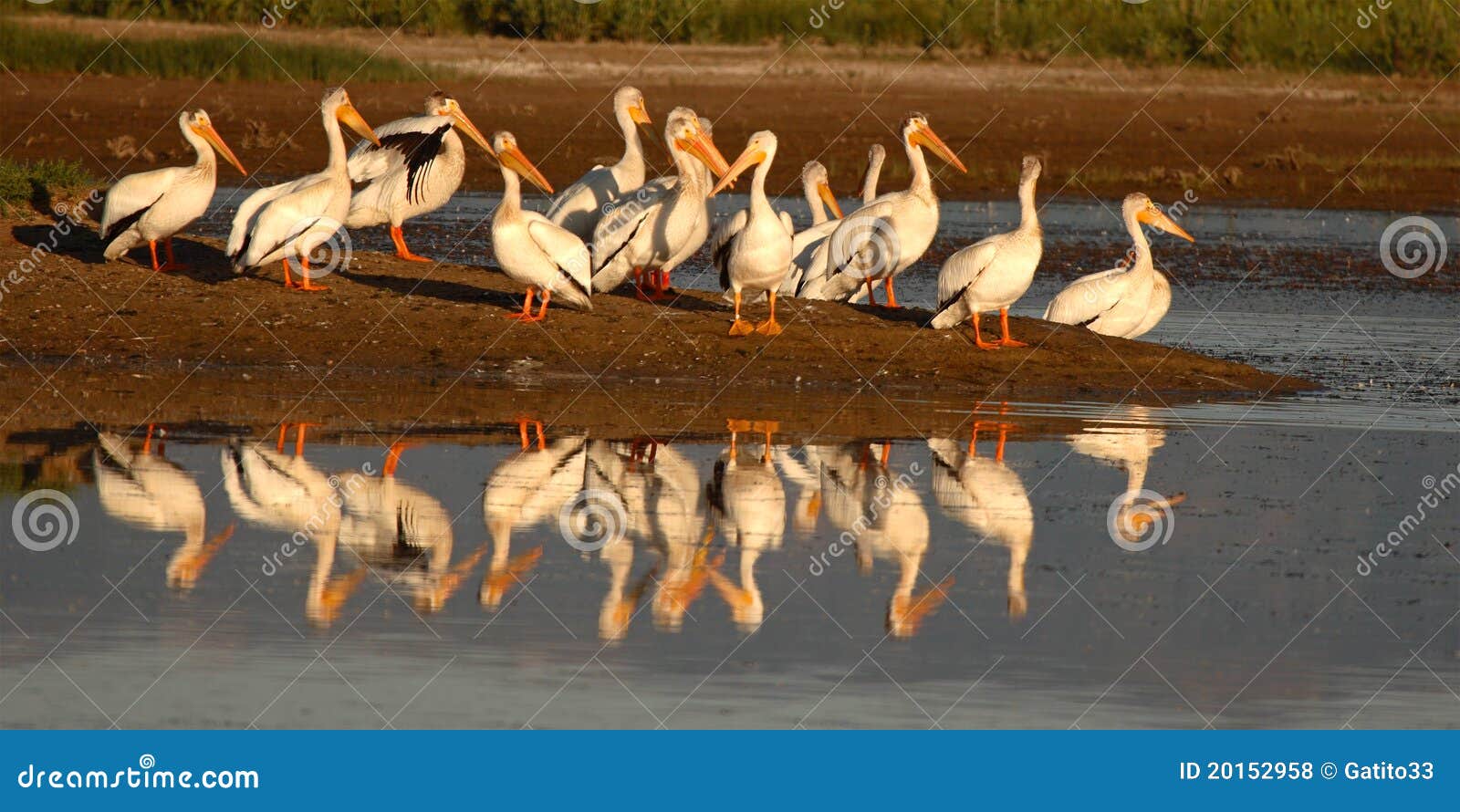 White Pelican Point stock photo. Image of colorado, wildlife - 20152958