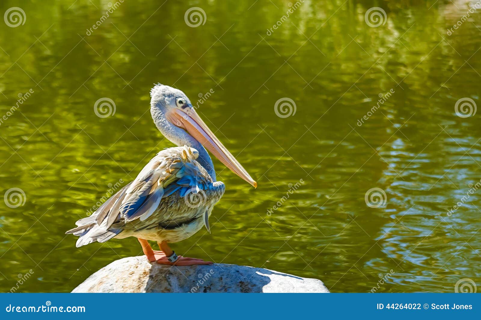 White Pelican stock photo. Image of pelican, water, gullet - 44264022