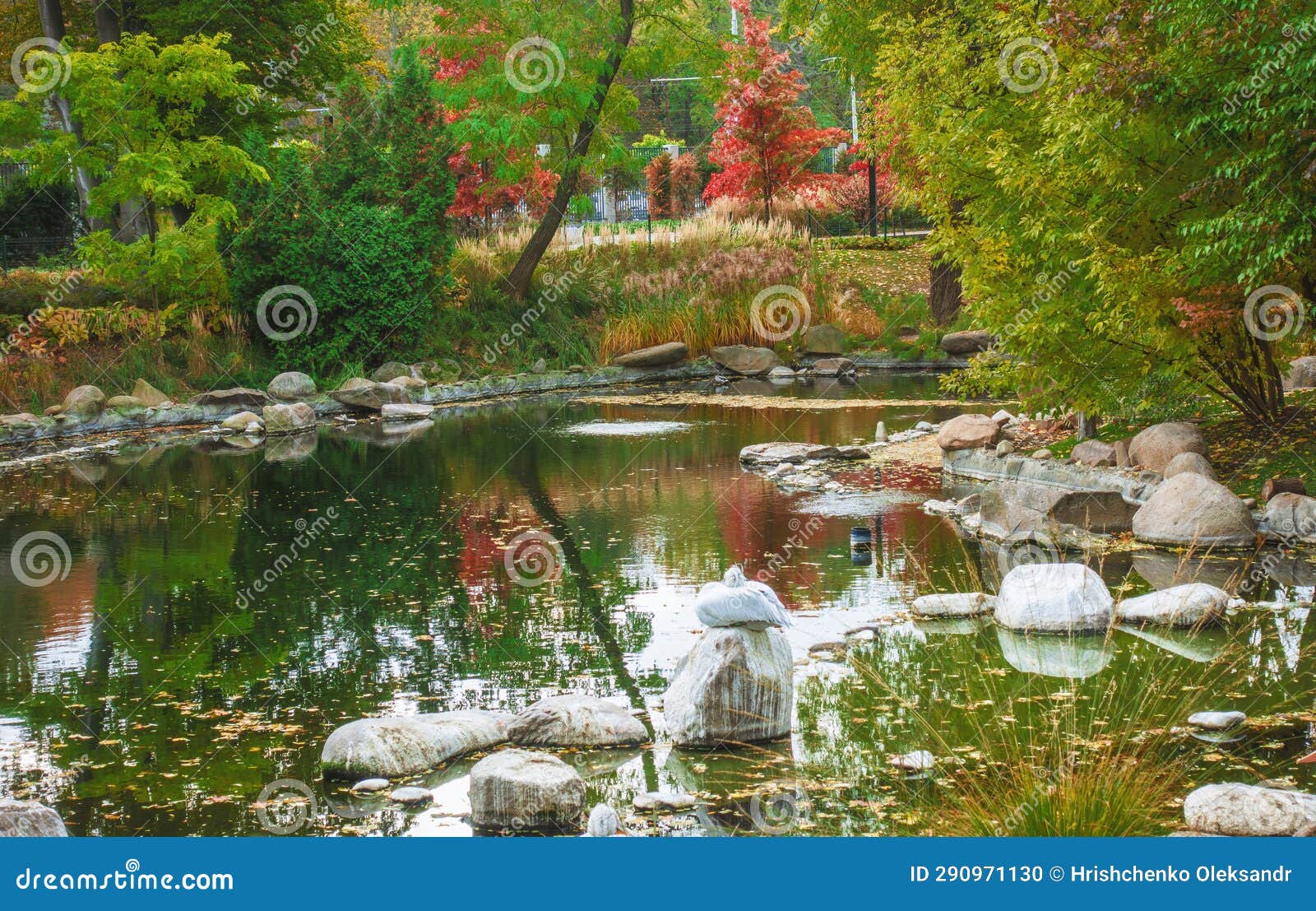 A White Pelican Sits on a Stone in the Center of a Pond Stock Photo ...
