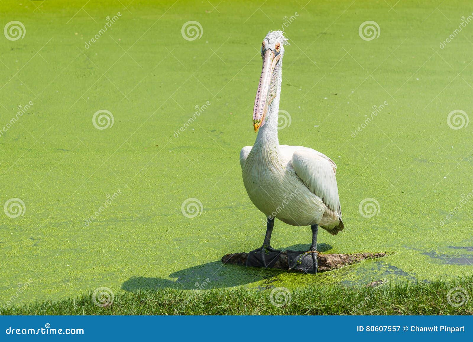 White Pelican is Standing in Green Swamp for Finding a Fish Stock Image ...