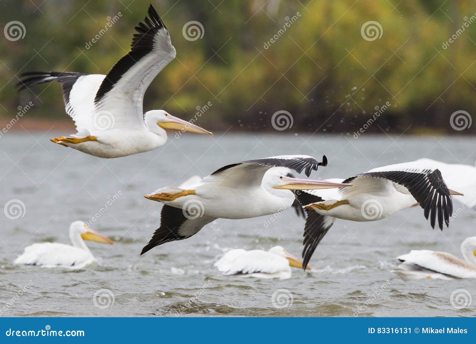 White pelicans in flight stock image. Image of animal - 83316131