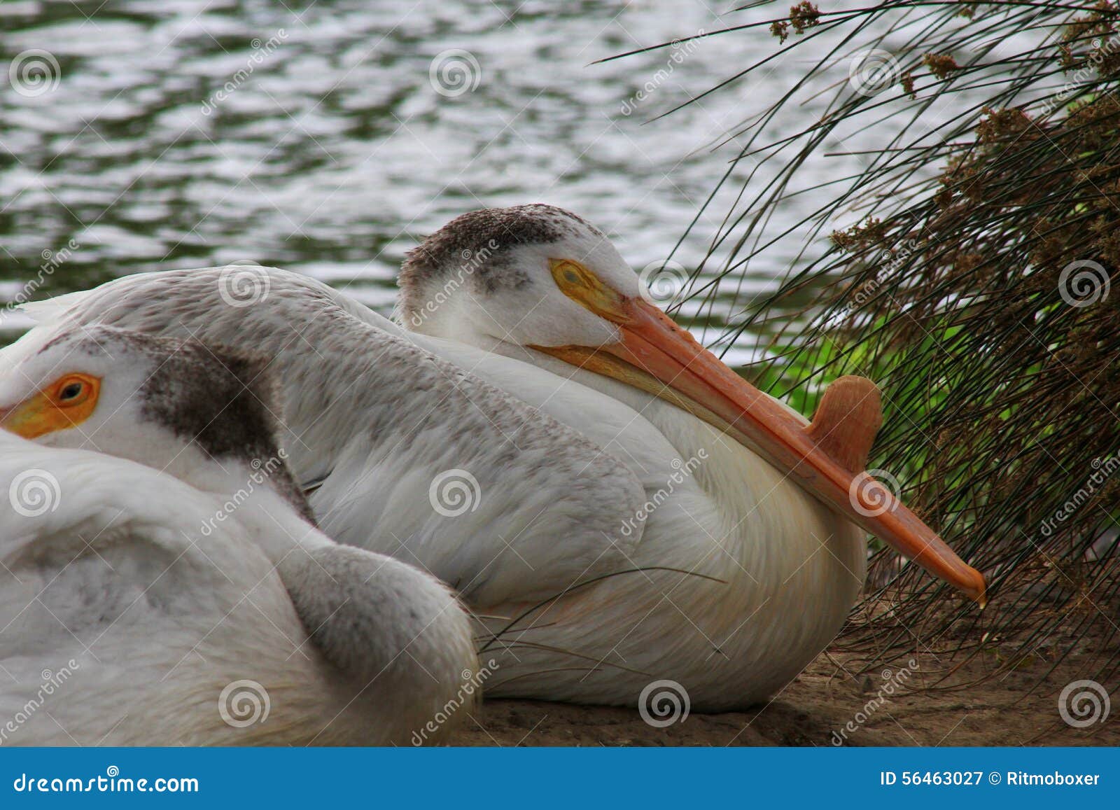 White Pelicans nesting stock image. Image of rural, closeup - 56463027