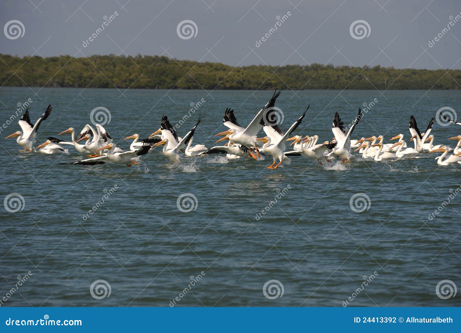 White Pelicans Taking Flight Over Ocean Stock Photo - Image of ...