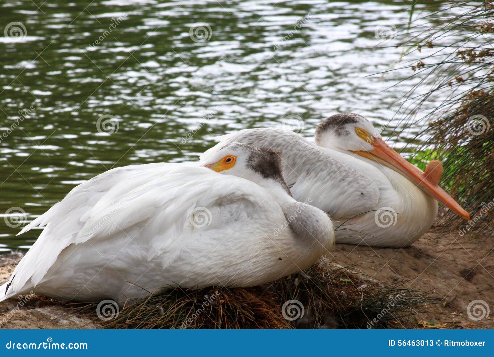 White Pelicas nesting stock image. Image of shore, rural - 56463013