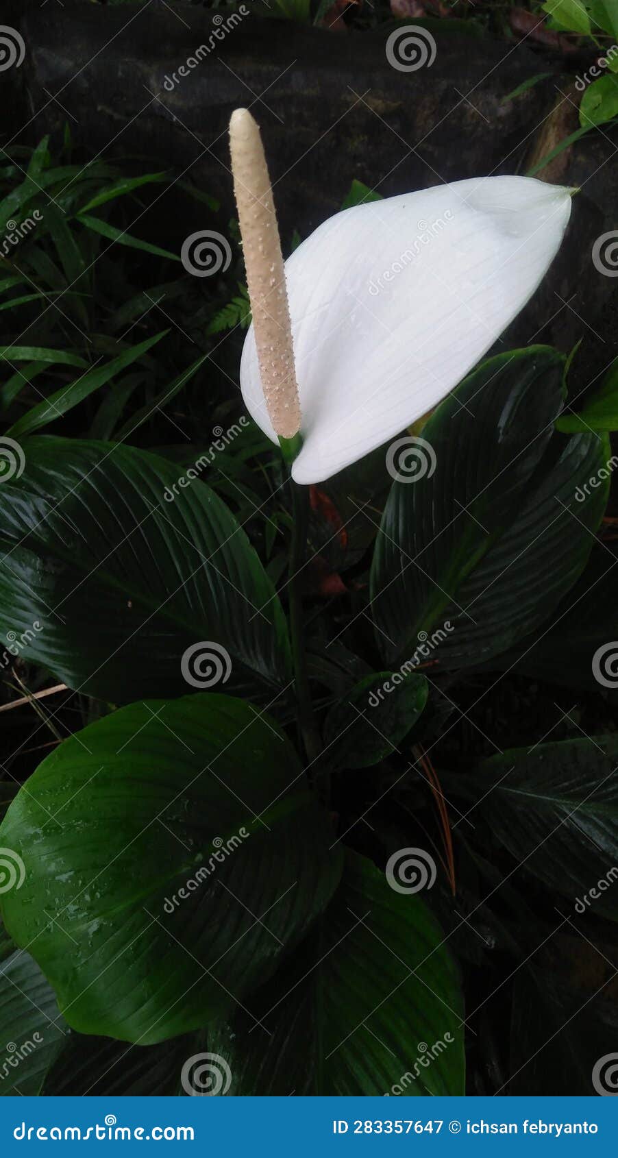 The White Penis Flower in Garden Stock Image - Image of sunlight ...