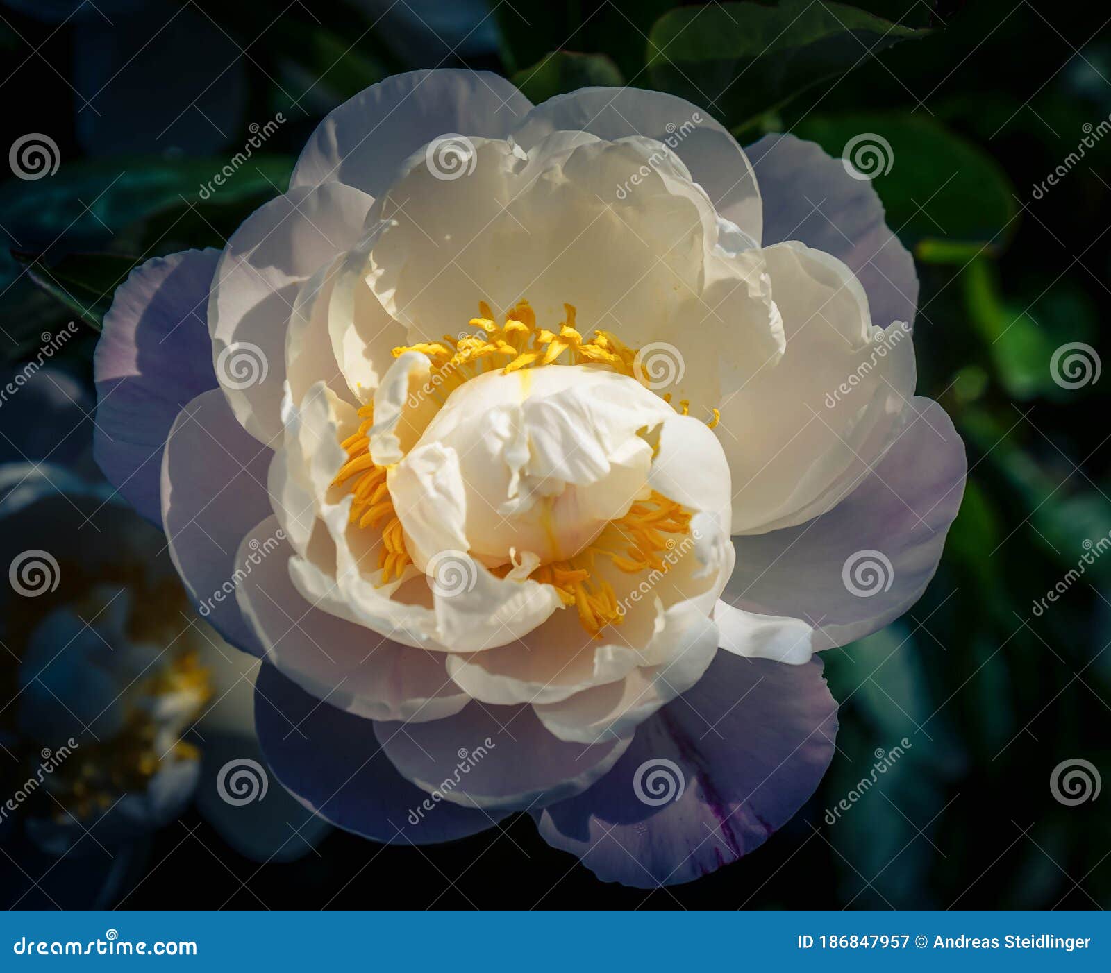 White pentecost Rose stock image. Image of botanic, blossom - 186847957