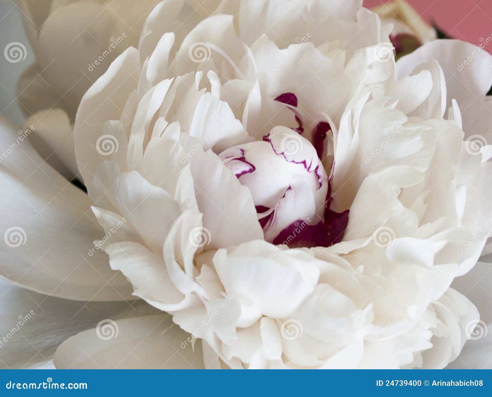 White Peonies stock photo. Image of flowers, flower, white - 24739400
