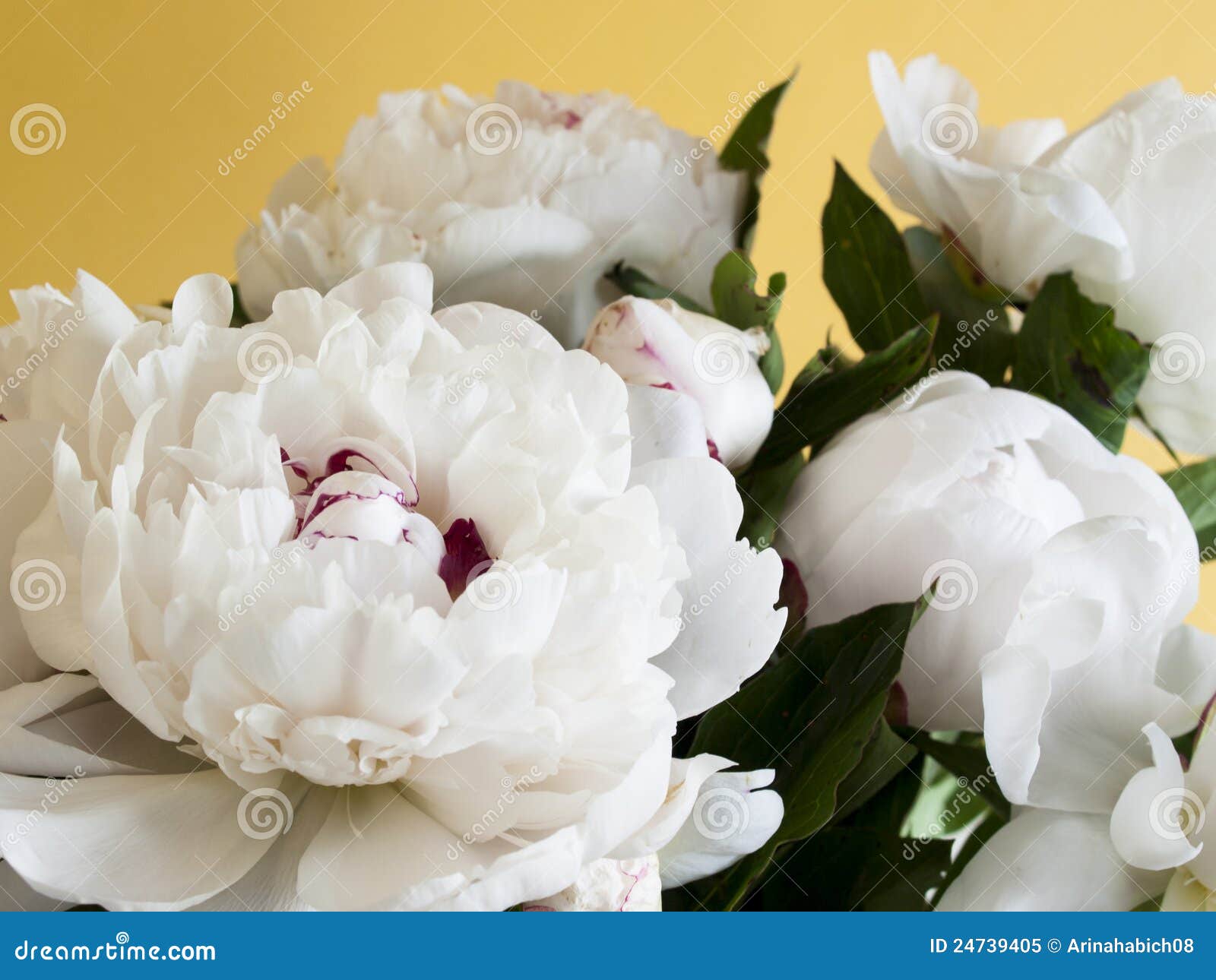 White Peonies stock image. Image of bouquet, plant, nature - 24739405
