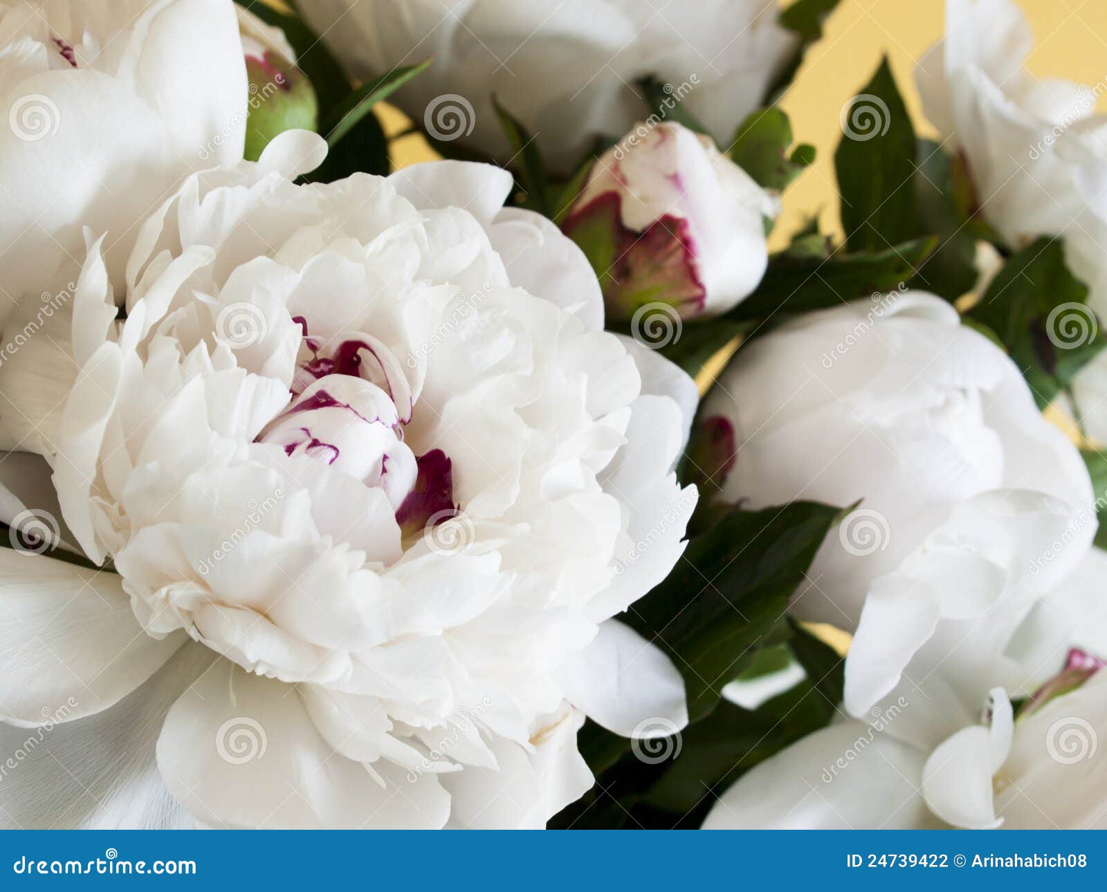 White Peonies Stock Photo | CartoonDealer.com #24739422