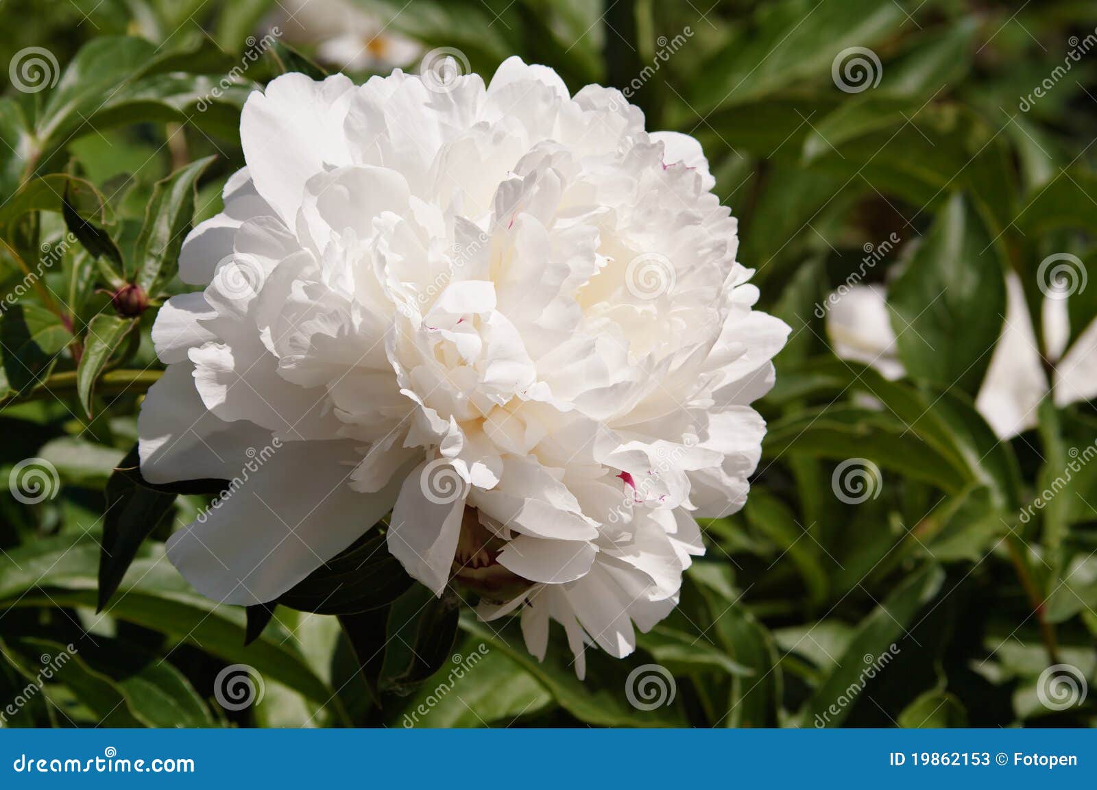 White peony stock image. Image of love, botanical, fragile - 19862153
