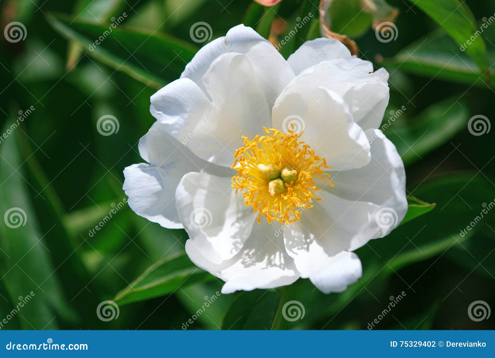 White peony stock photo. Image of beauty, elegance, plant - 75329402