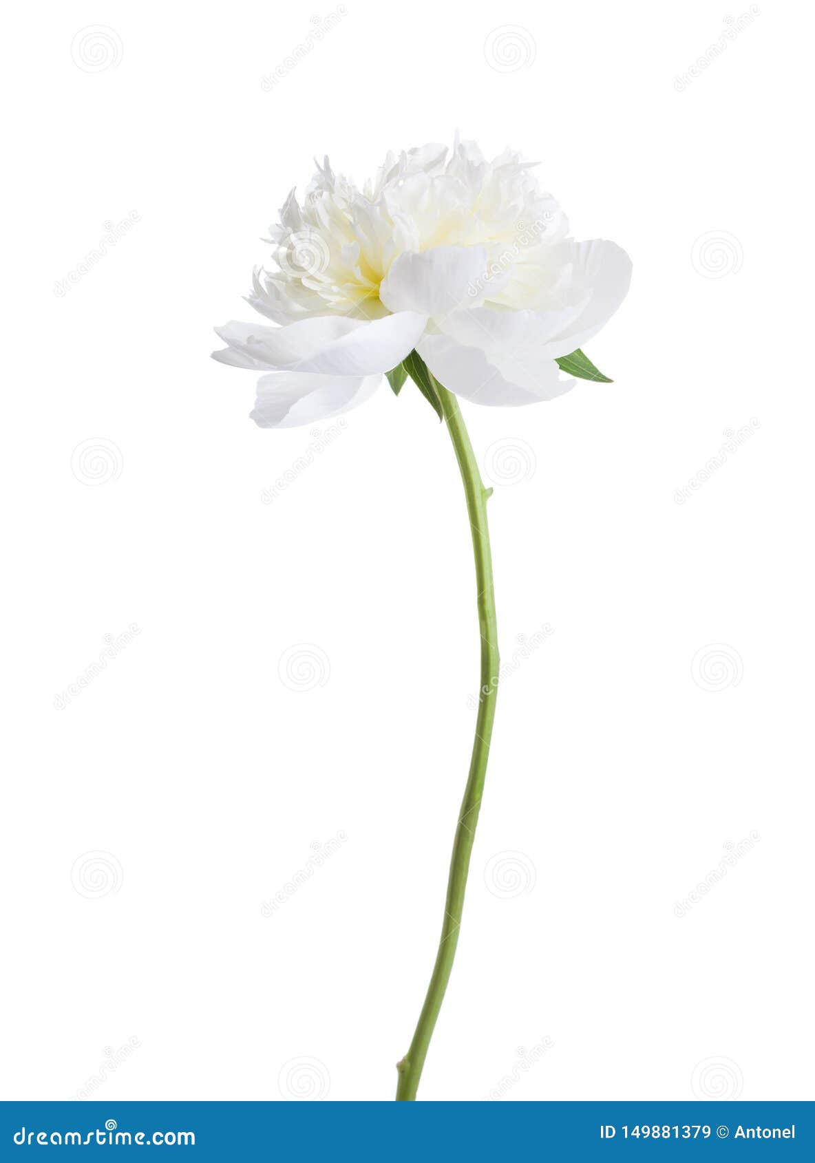 White Peony Isolated on White Background Stock Image - Image of close ...