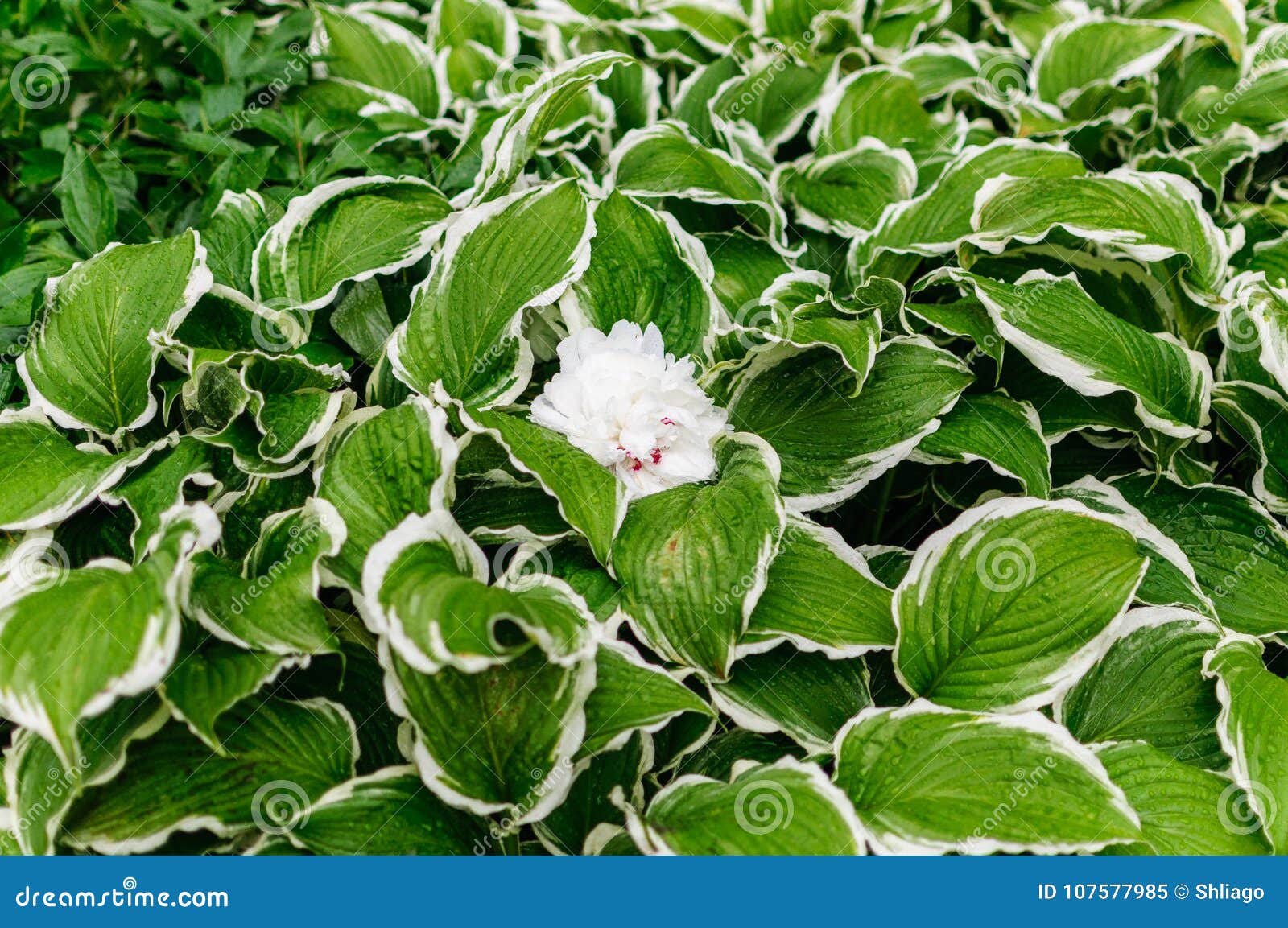 A White Peony Resting on a Variegated Hosta Stock Image - Image of ...
