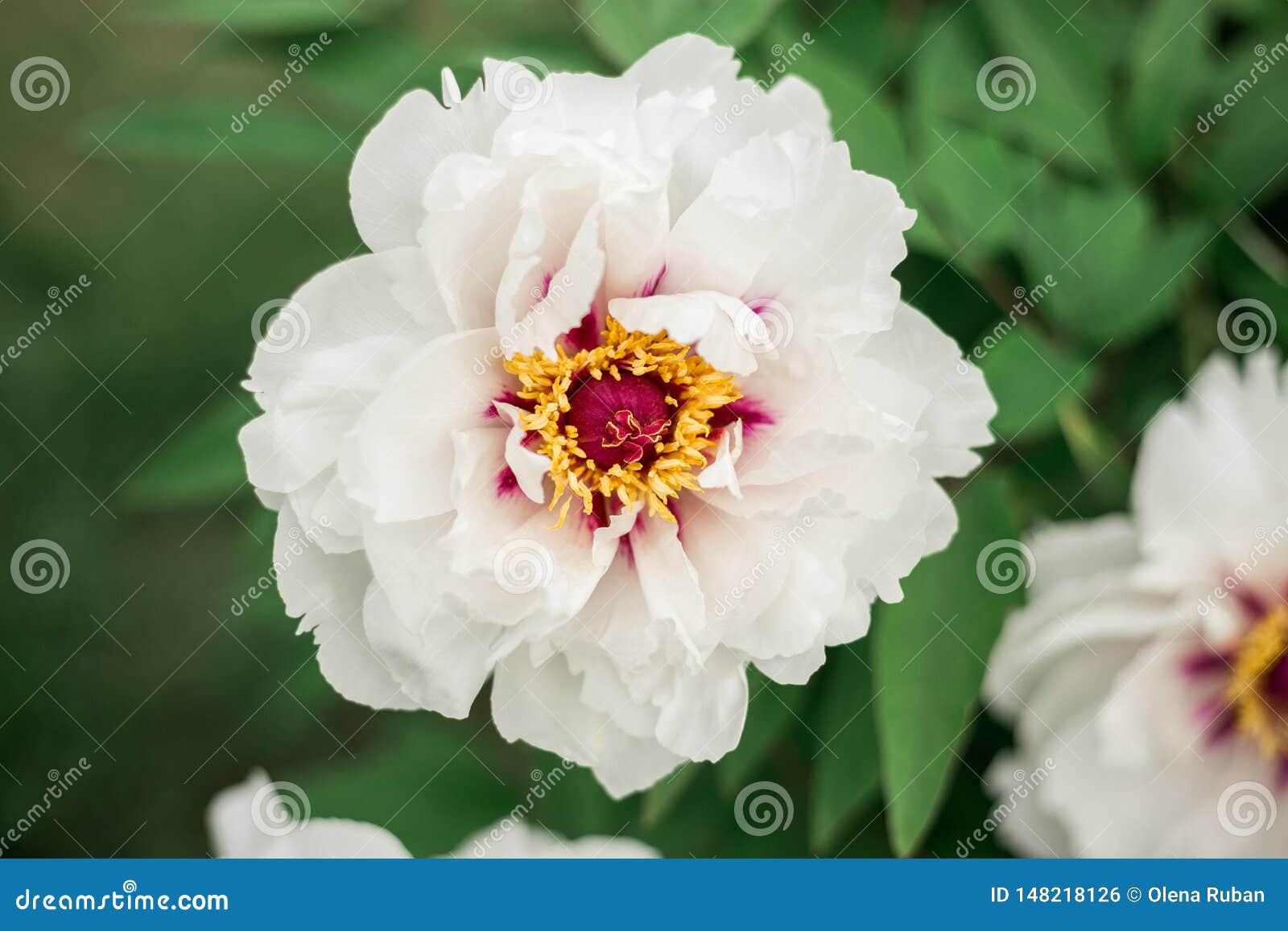 White peony in the sun stock photo. Image of love, blooming - 148218126