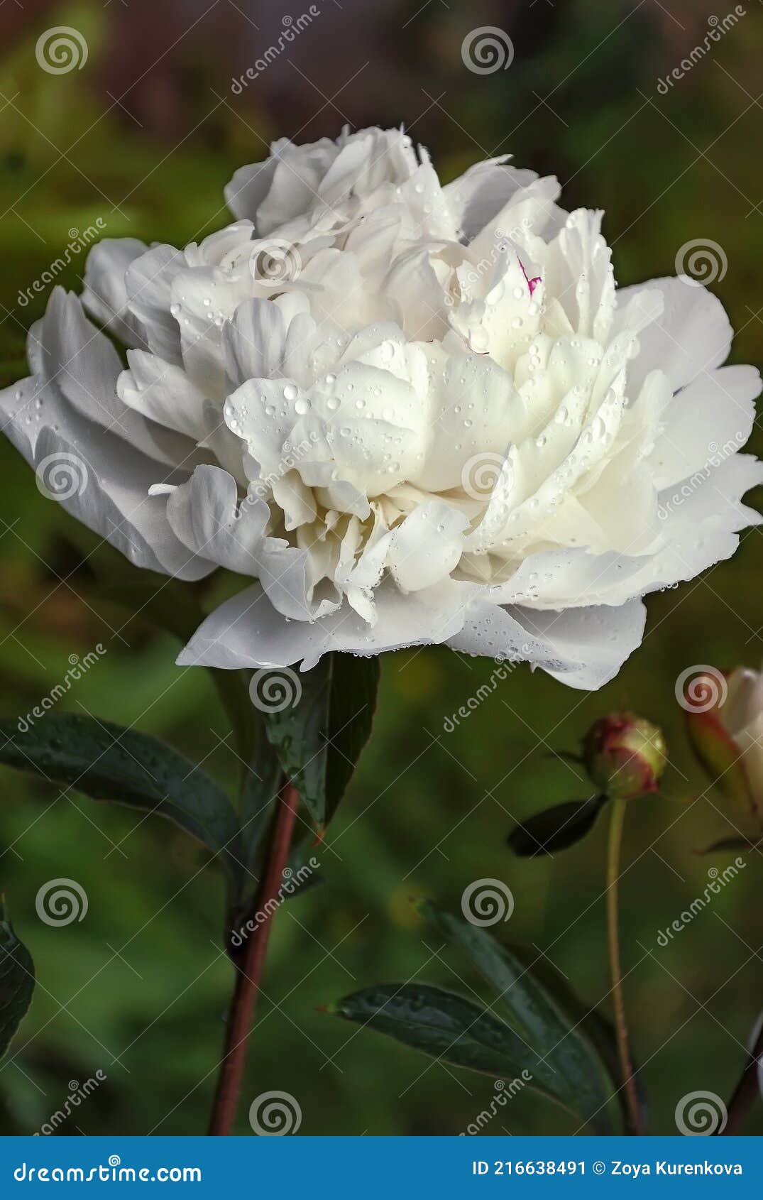 White Peony in Water Drops after Rain Stock Image - Image of blooming ...