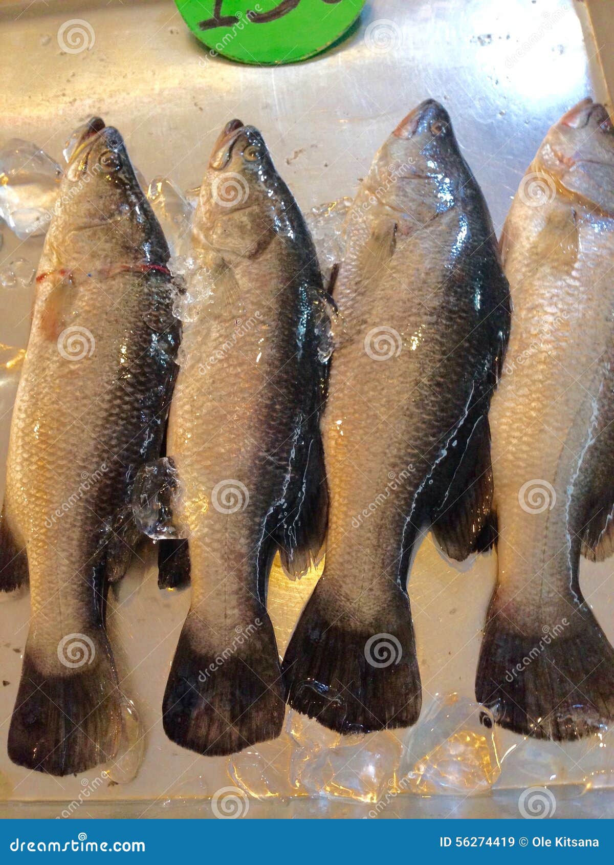 White perch stock image. Image of white, perch, good - 56274419