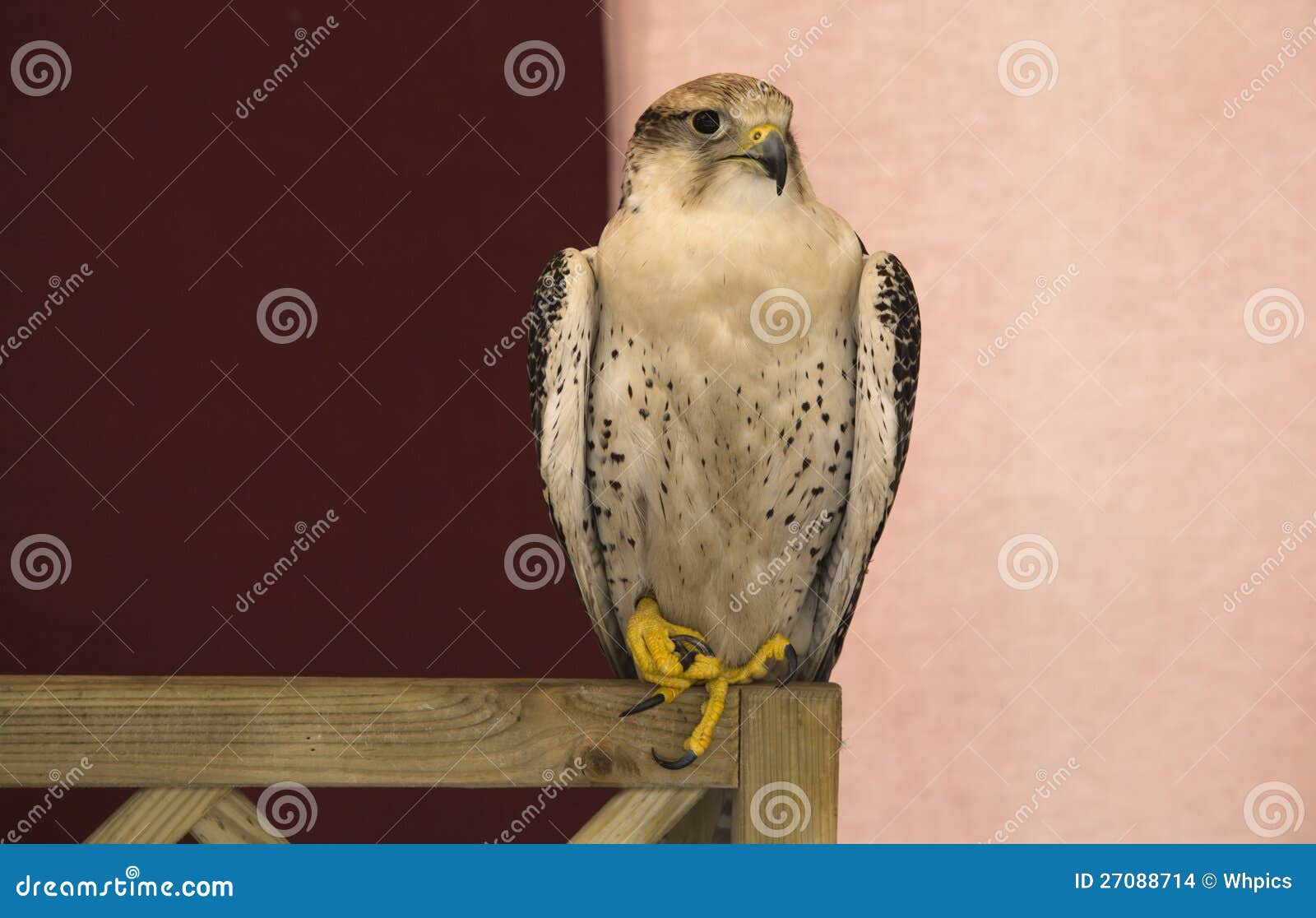 White peregrine falcon stock photo. Image of nature, falconry - 27088714