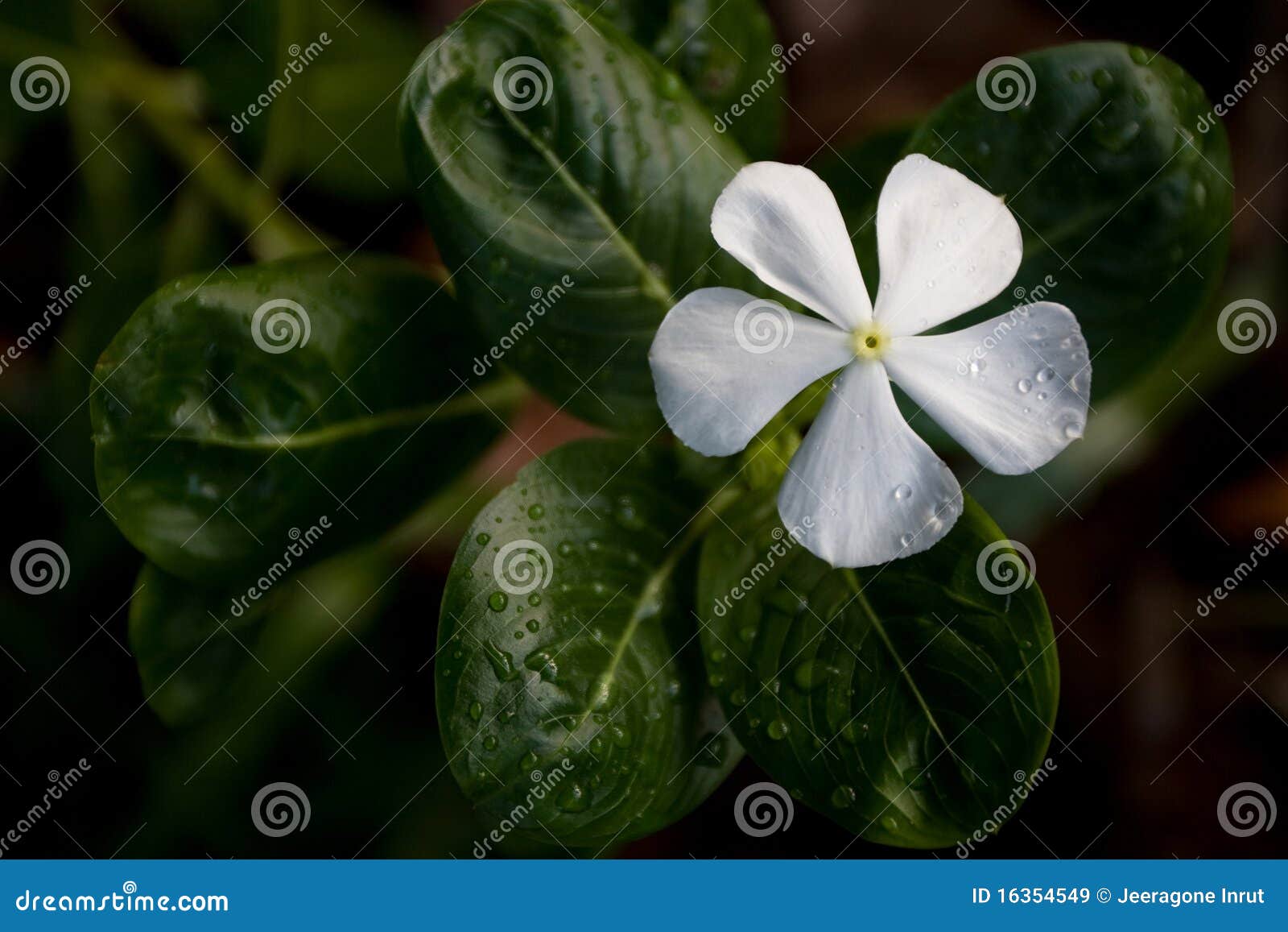 White Periwinkle stock image. Image of green, asia, growth - 16354549