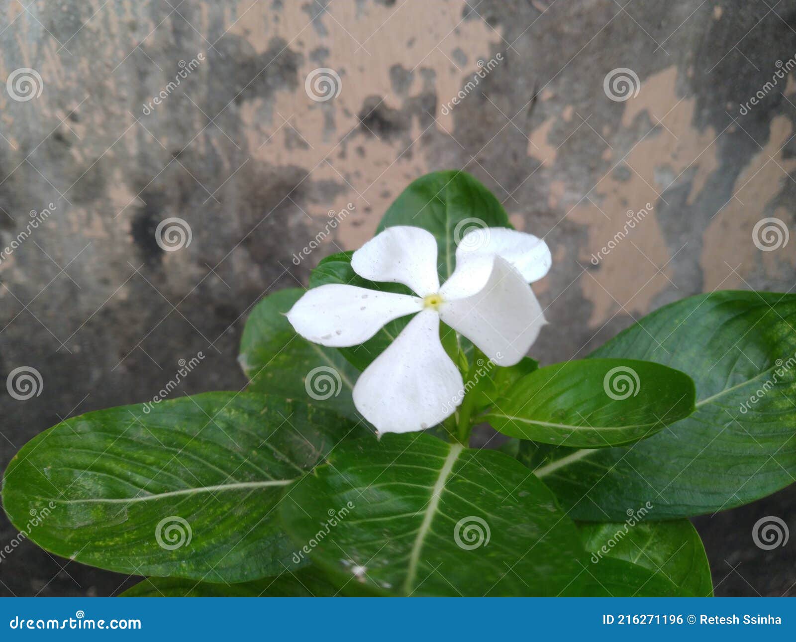 White Periwinkle Flower stock photo. Image of shrub - 216271196