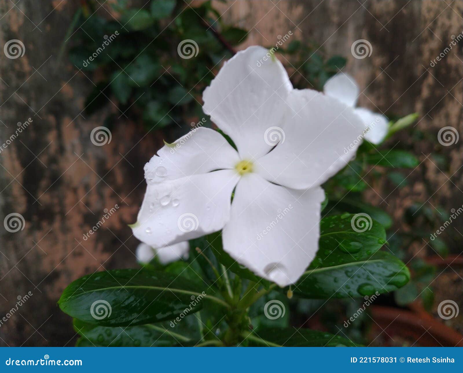 White Periwinkle Flower stock image. Image of tree, leaf - 221578031