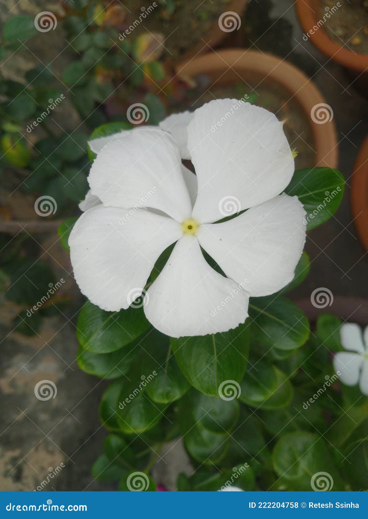 White Periwinkle Flower stock photo. Image of wildflower - 222204758