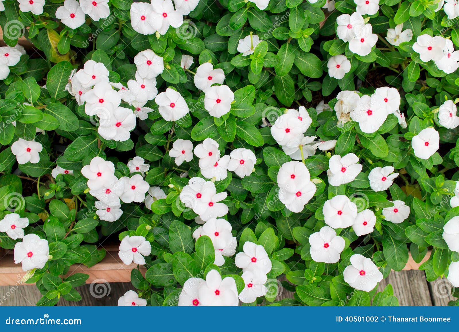 8,500 White Periwinkle Stock Photos - Free & Royalty-Free Stock Photos ...