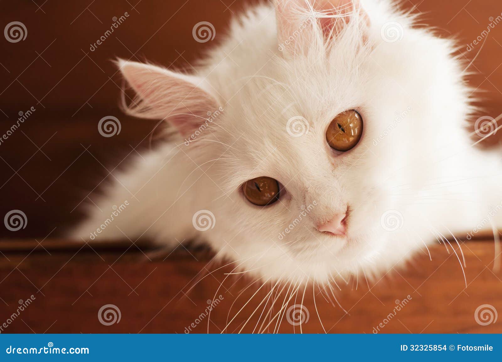 White persian cat stock photo. Image of kitty, creature - 32325854
